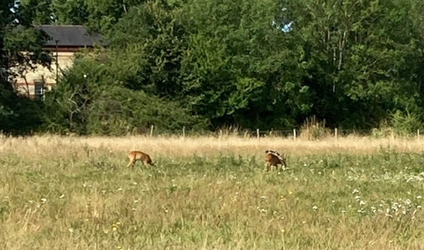 Site SA35 – Land at Horton Farm – Ewell Green Belt